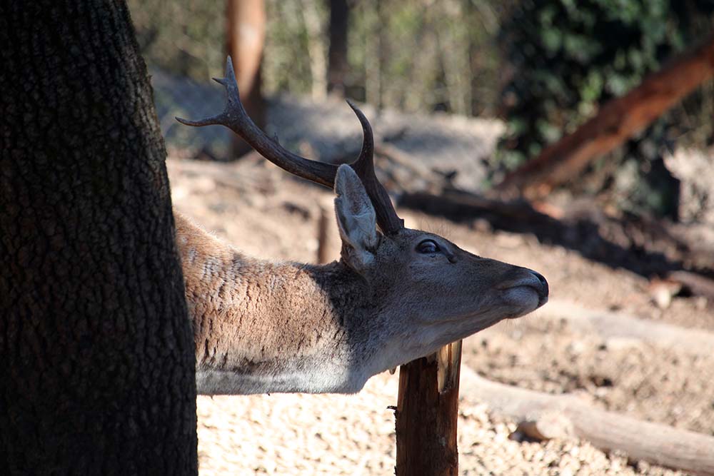 Il canto dei cervi in Valcamonica - Popolis